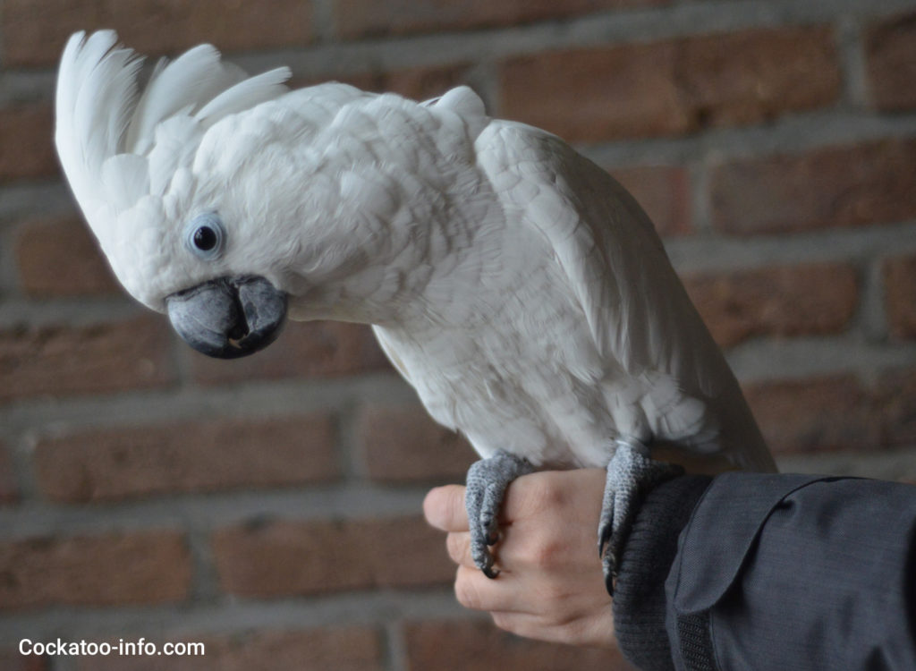 Health – Cockatoo Info