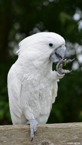 Main diet – fresh – Cockatoo Info