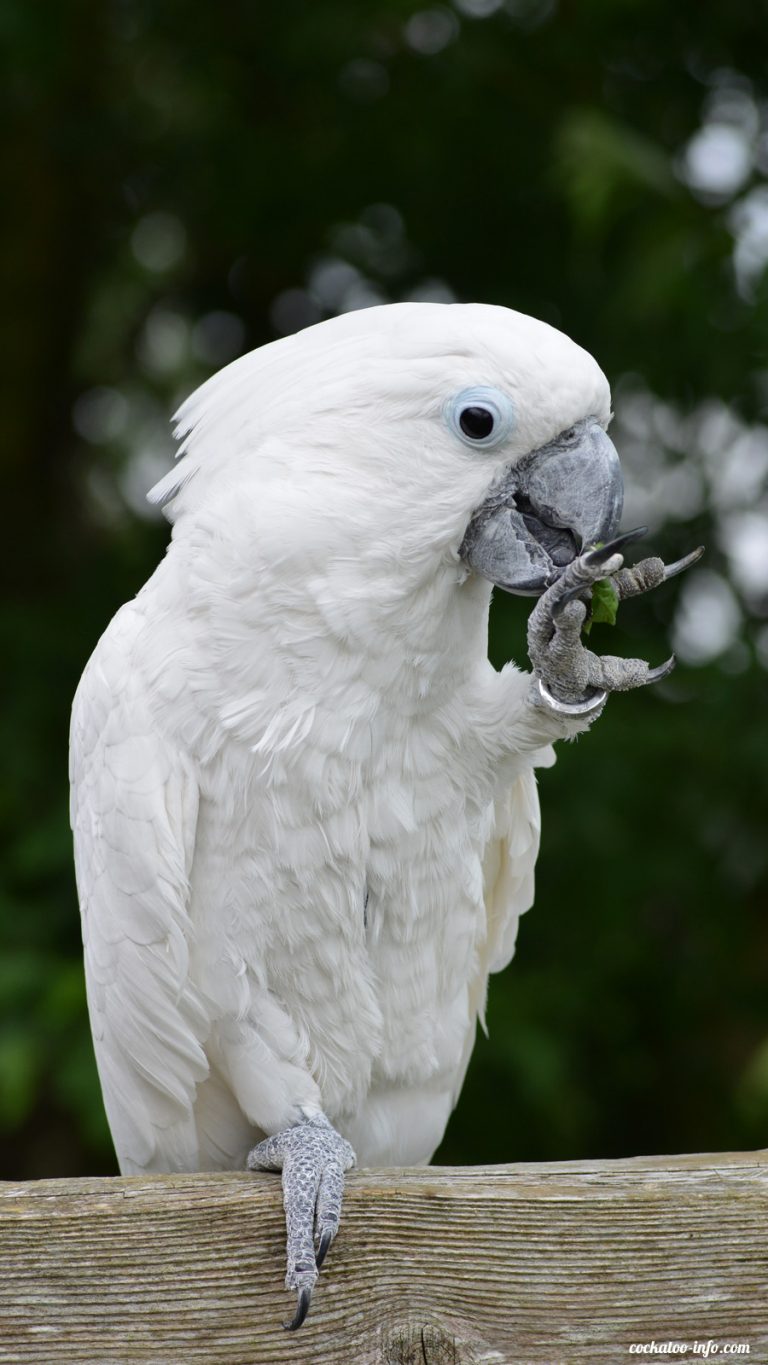 Main diet – fresh – Cockatoo Info